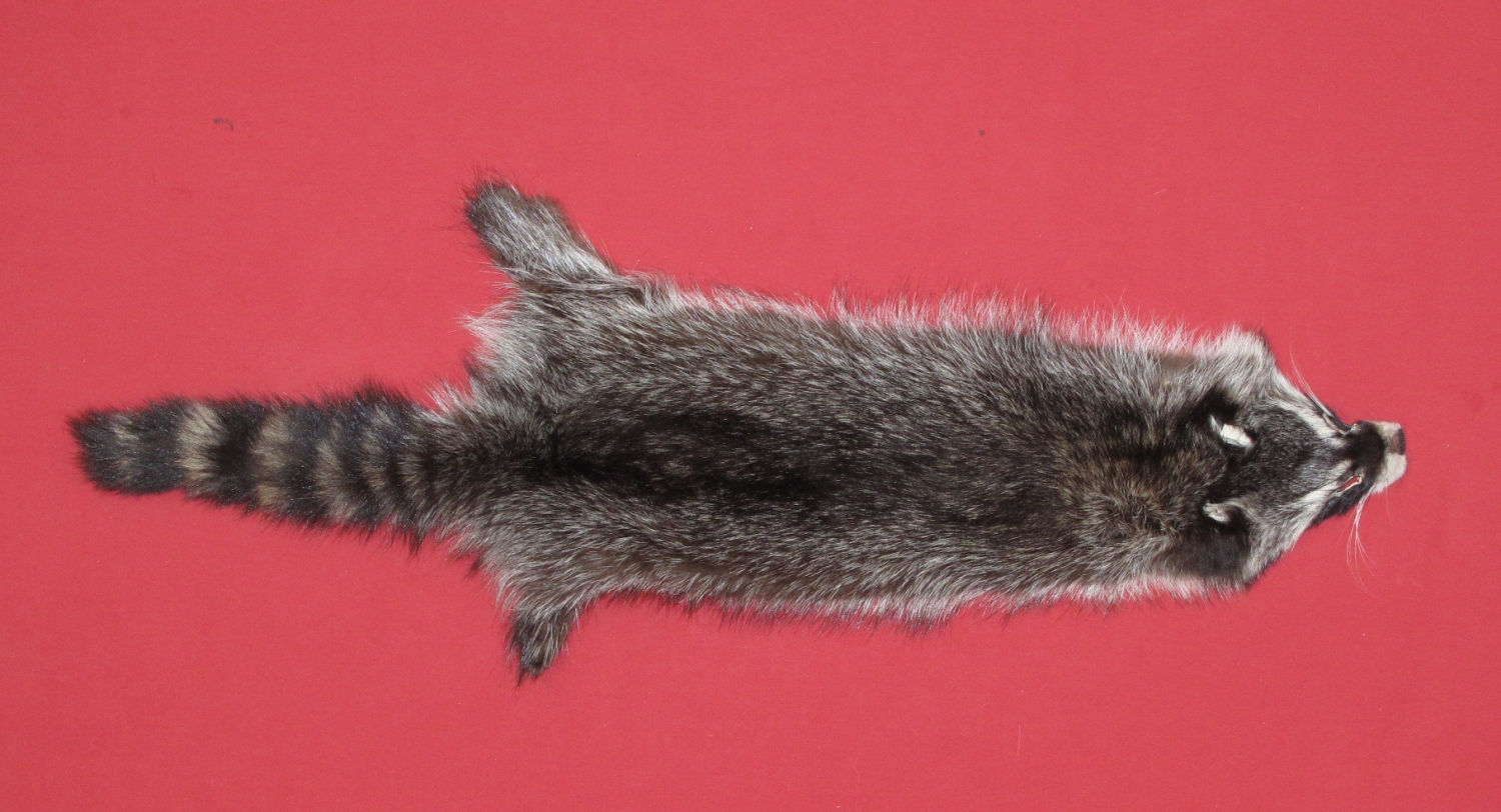 Tanned Furs : RACCOON (7270-1790) : hideandfur.com