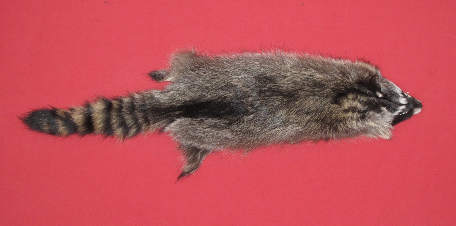 Tanned Furs : RACCOON (7270-1802) : hideandfur.com