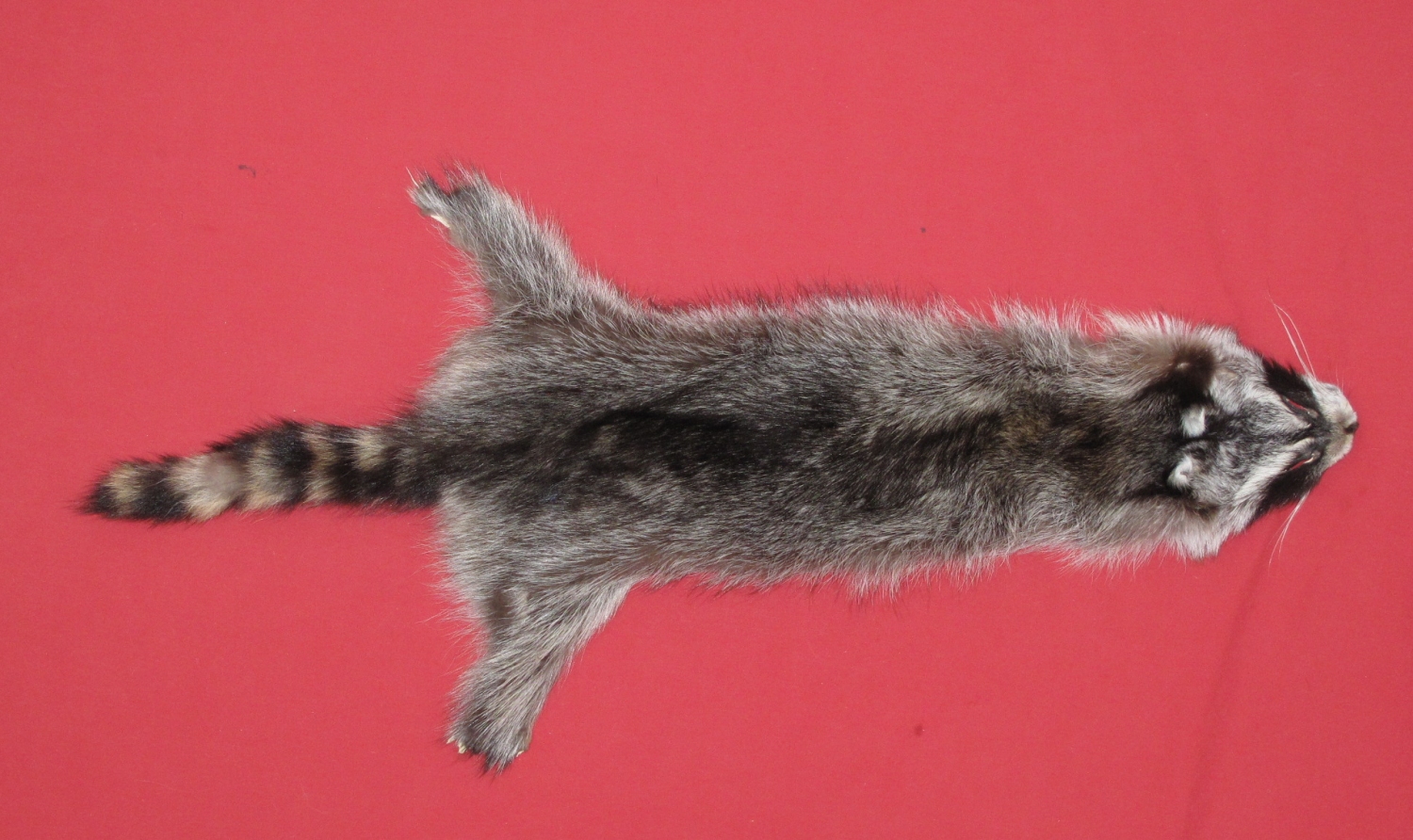 Tanned Furs : RACCOON (7270-1819) : hideandfur.com
