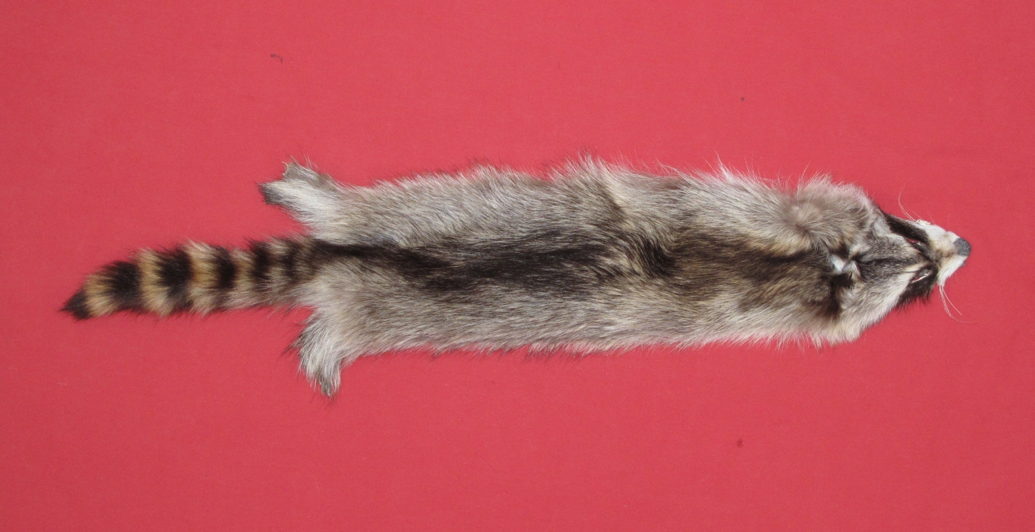 Tanned Furs : RACCOON (7270-1820) : hideandfur.com