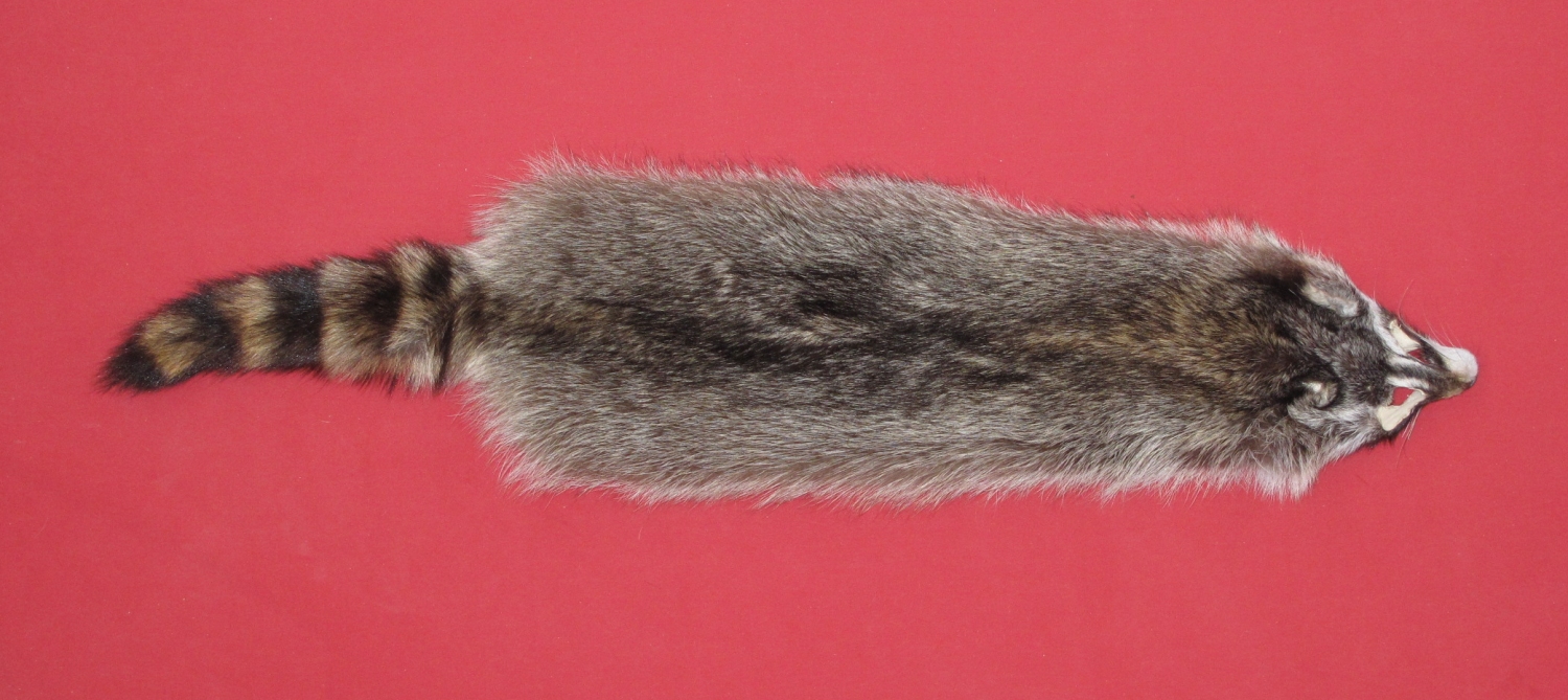Tanned Furs : RACCOON (7270-1825) : hideandfur.com