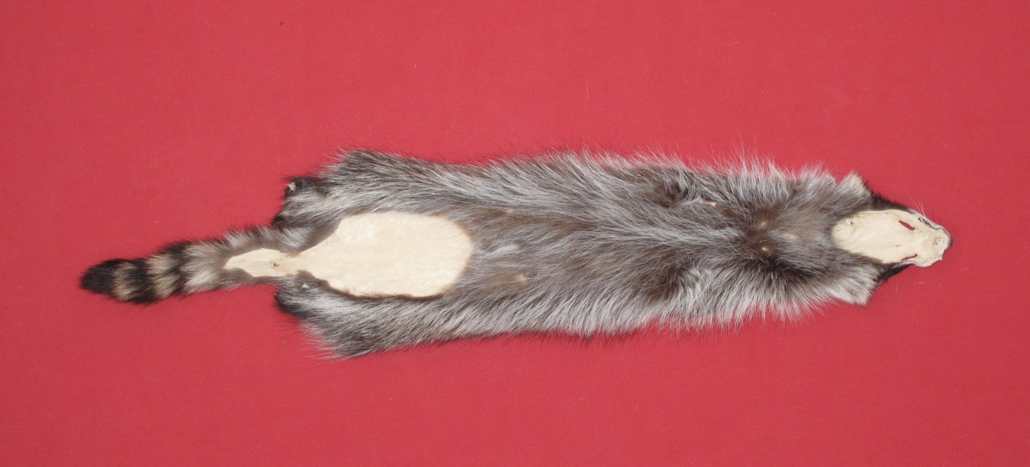Tanned Furs : RACCOON (7270-1840) : hideandfur.com