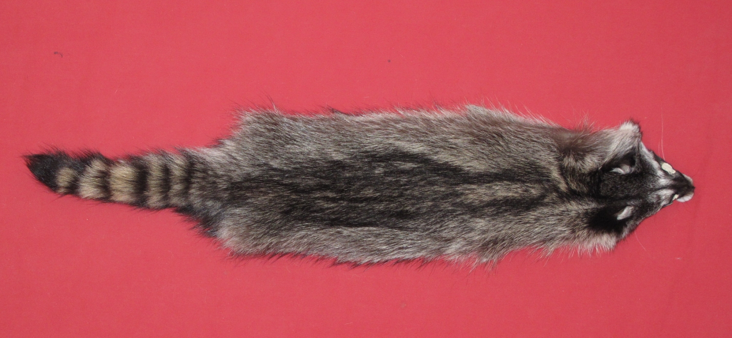 Tanned Furs : RACCOON (7270-1847) : hideandfur.com