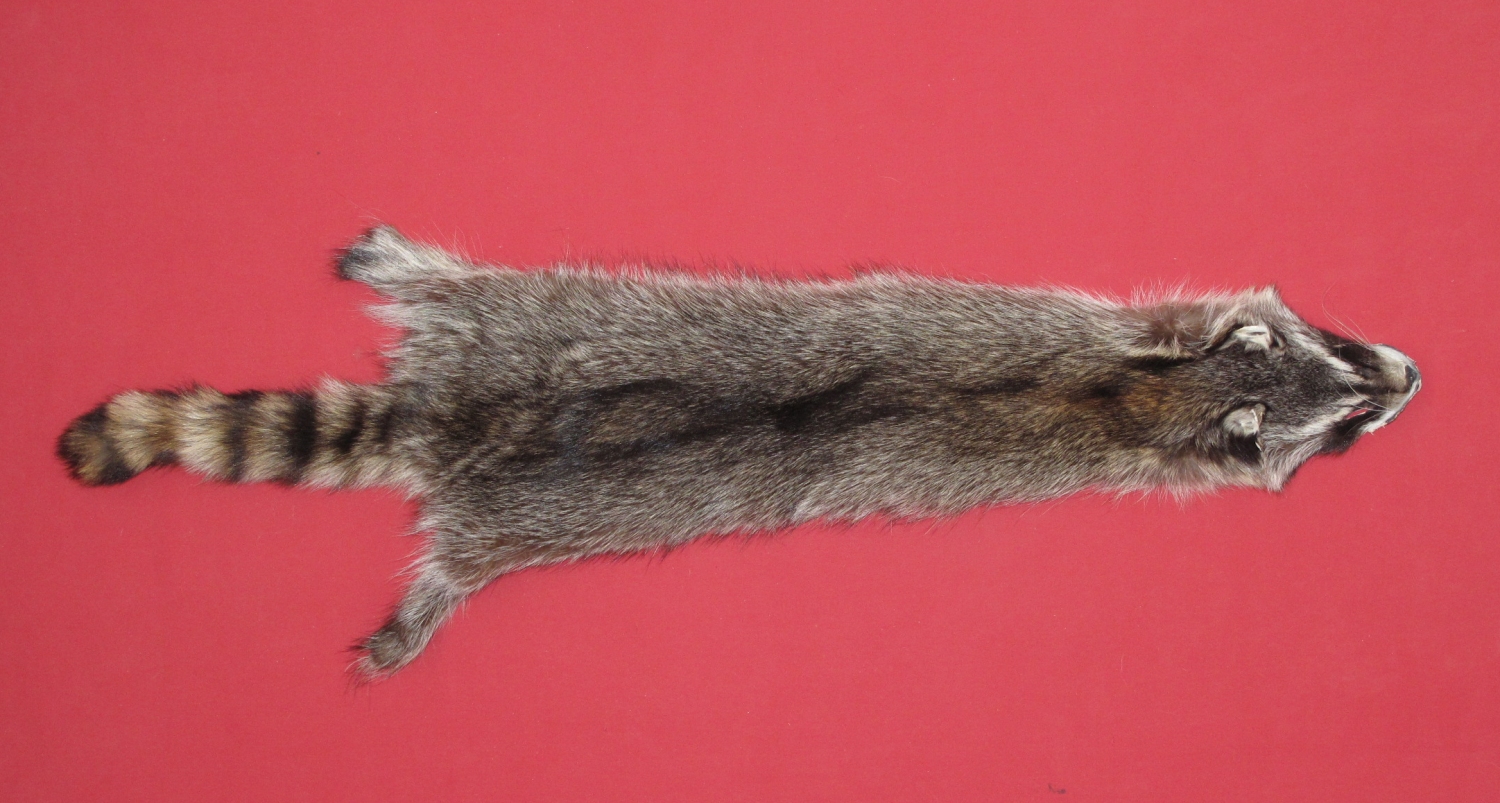 Tanned Furs : RACCOON (7270-1851) : hideandfur.com