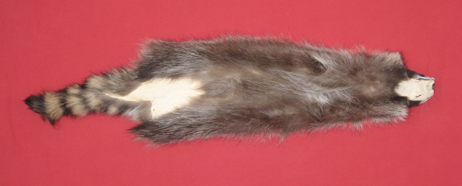 Tanned Furs : RACCOON (7270-1867) : hideandfur.com