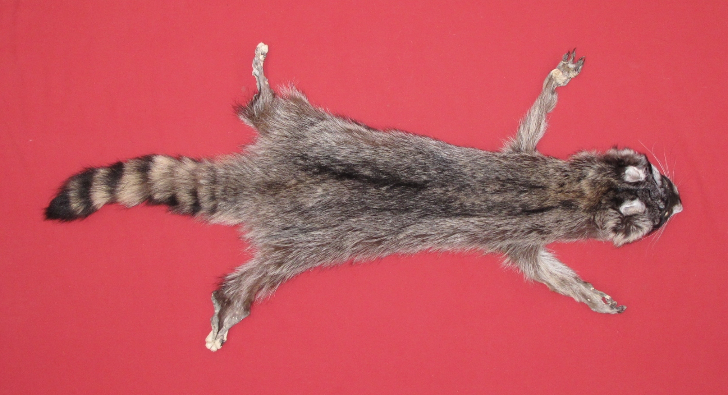 Tanned Furs : RACCOON (7270-1920) : hideandfur.com