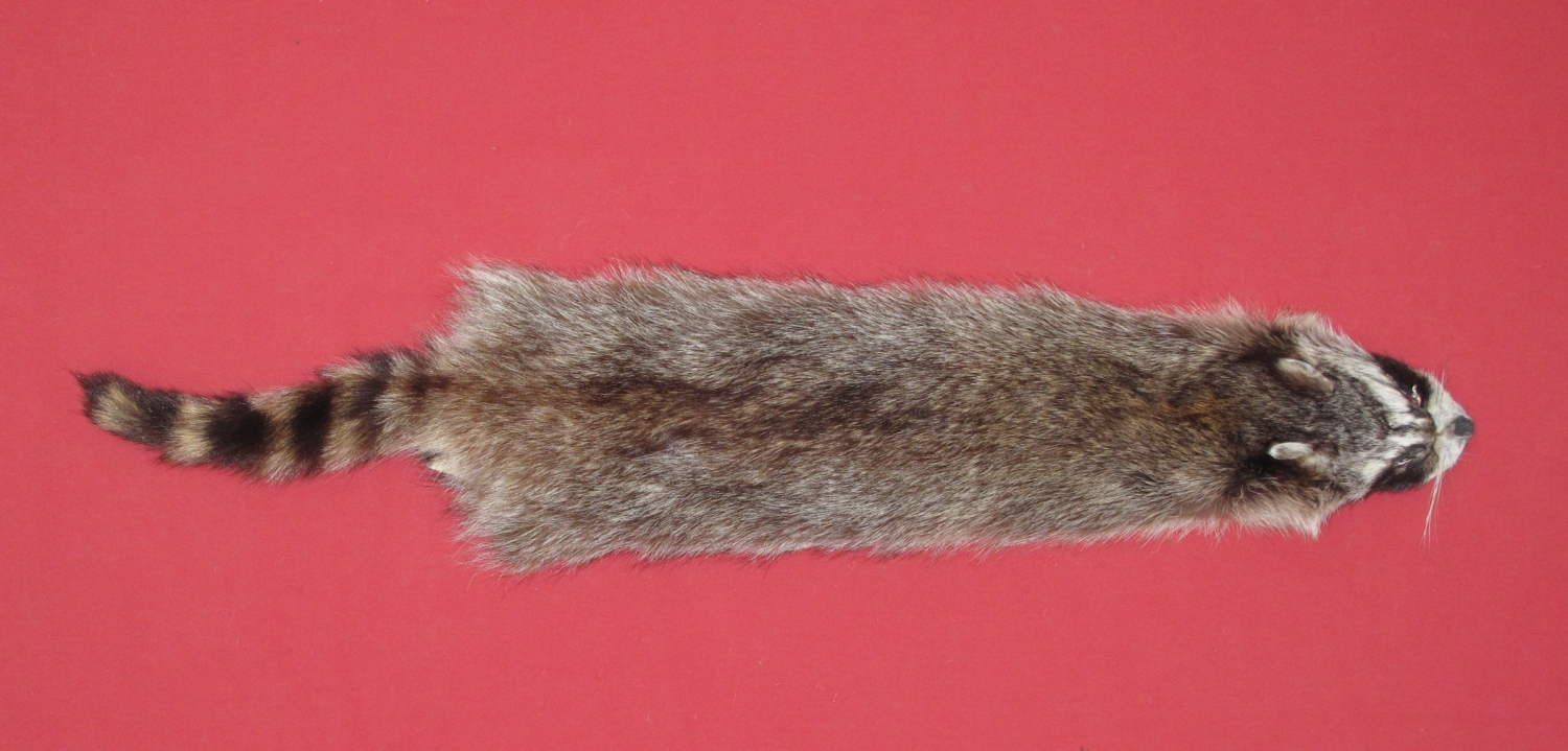 Tanned Furs : RACCOON (7270-1976) : hideandfur.com