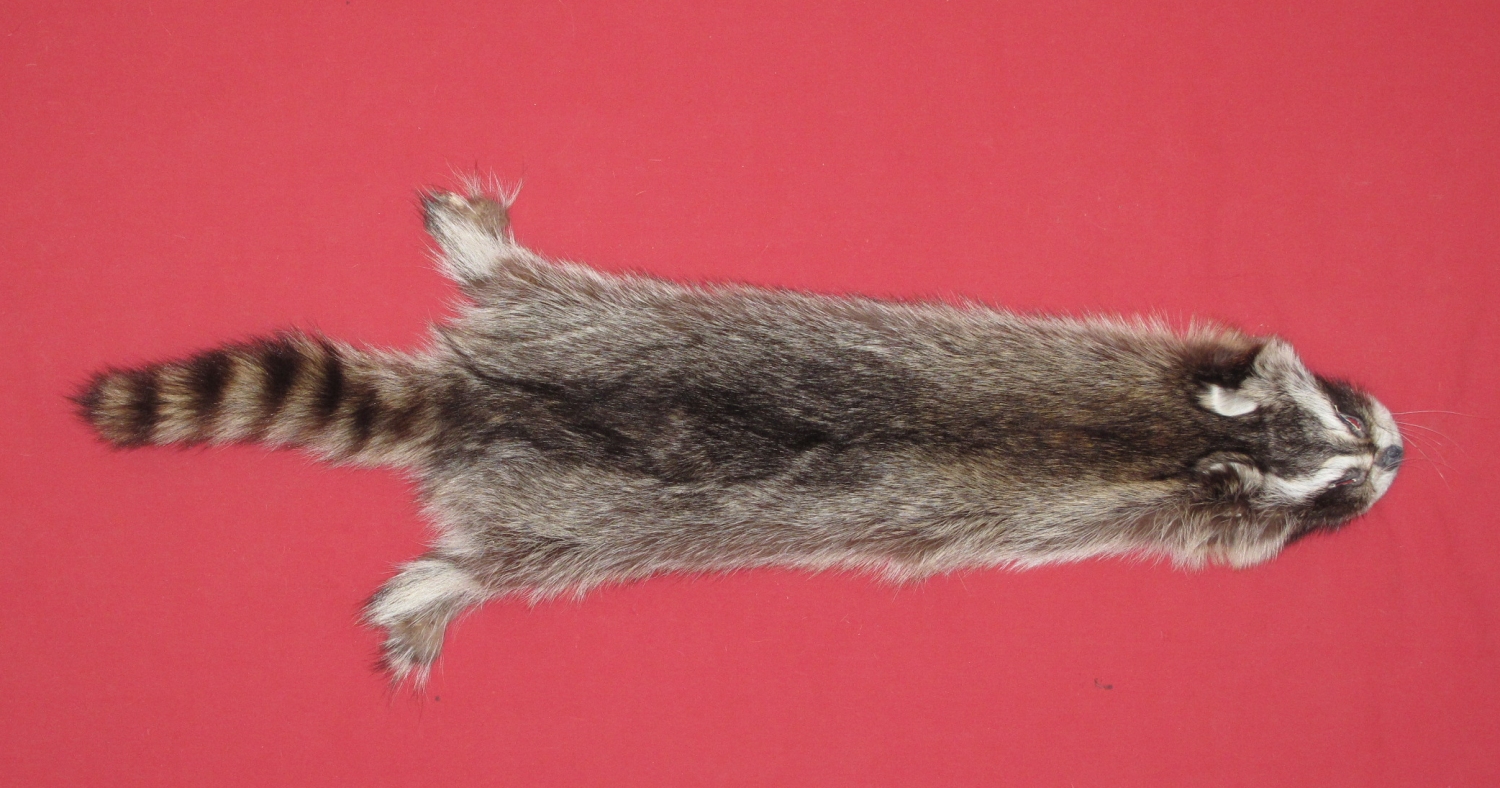 Tanned Furs : RACCOON (7270-1978) : hideandfur.com