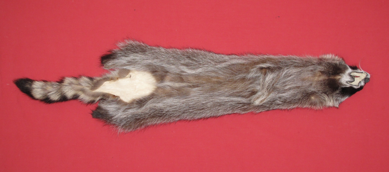 Tanned Furs : RACCOON (7270-2004) : hideandfur.com