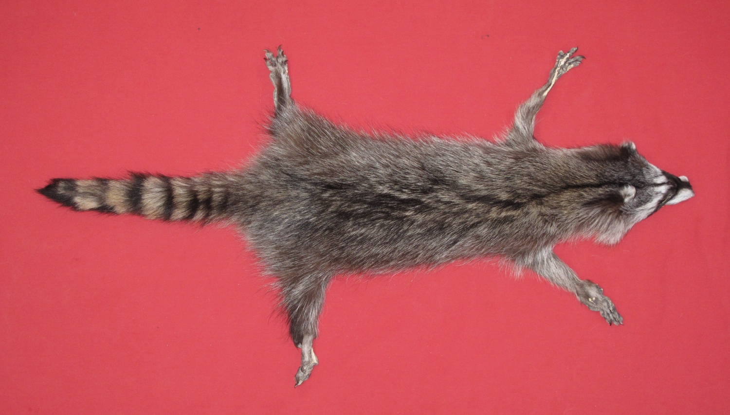 Tanned Furs : RACCOON (7270-2027) : hideandfur.com