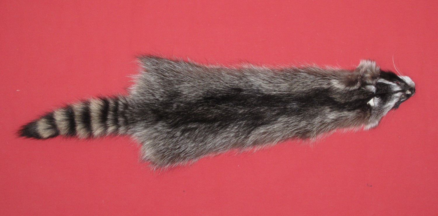 Tanned Furs : RACCOON (7270-2037) : hideandfur.com