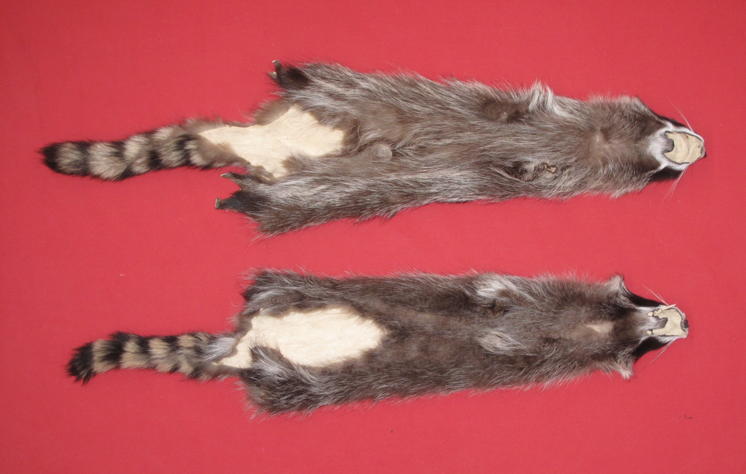 Tanned Furs : RACCOON (7270-2044) : hideandfur.com
