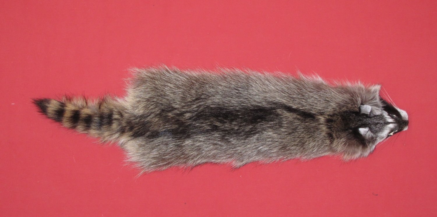 Tanned Furs : RACCOON (7270-2047) : hideandfur.com