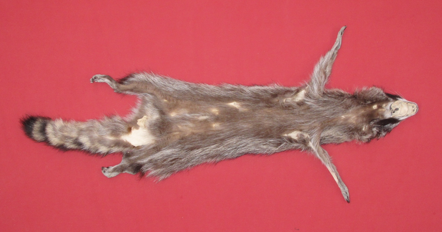 Tanned Furs : RACCOON (7270-2056) : hideandfur.com