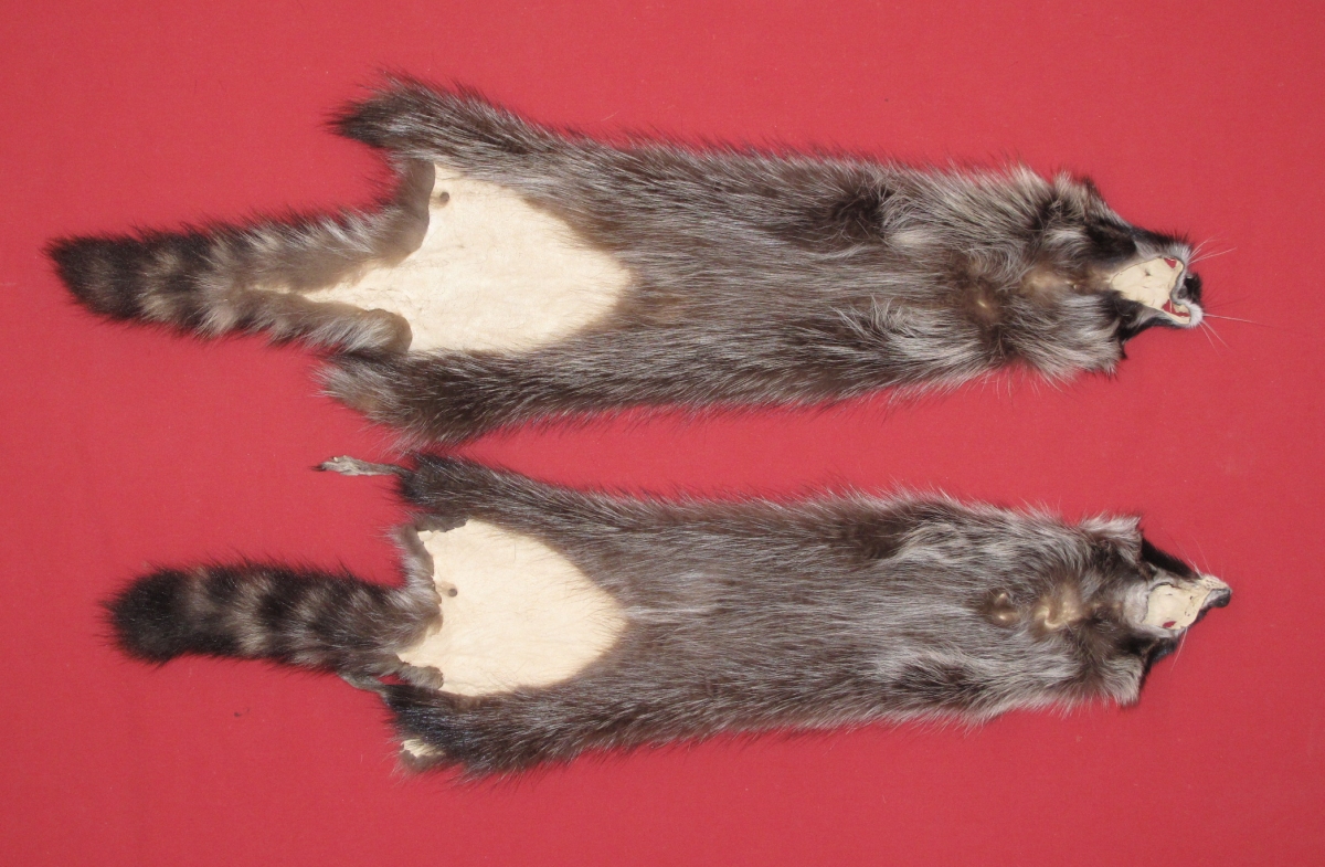 Tanned Furs : RACCOON (7270-2067) : hideandfur.com