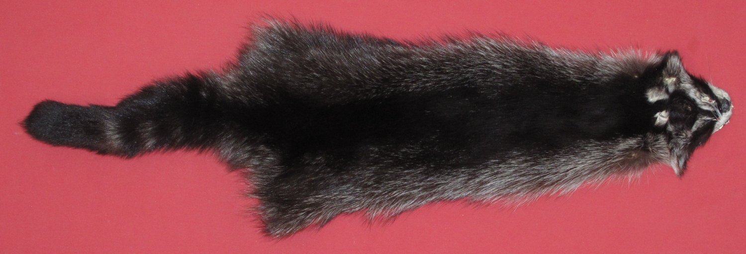 Tanned Furs : RACCOON (7270-2100) : hideandfur.com