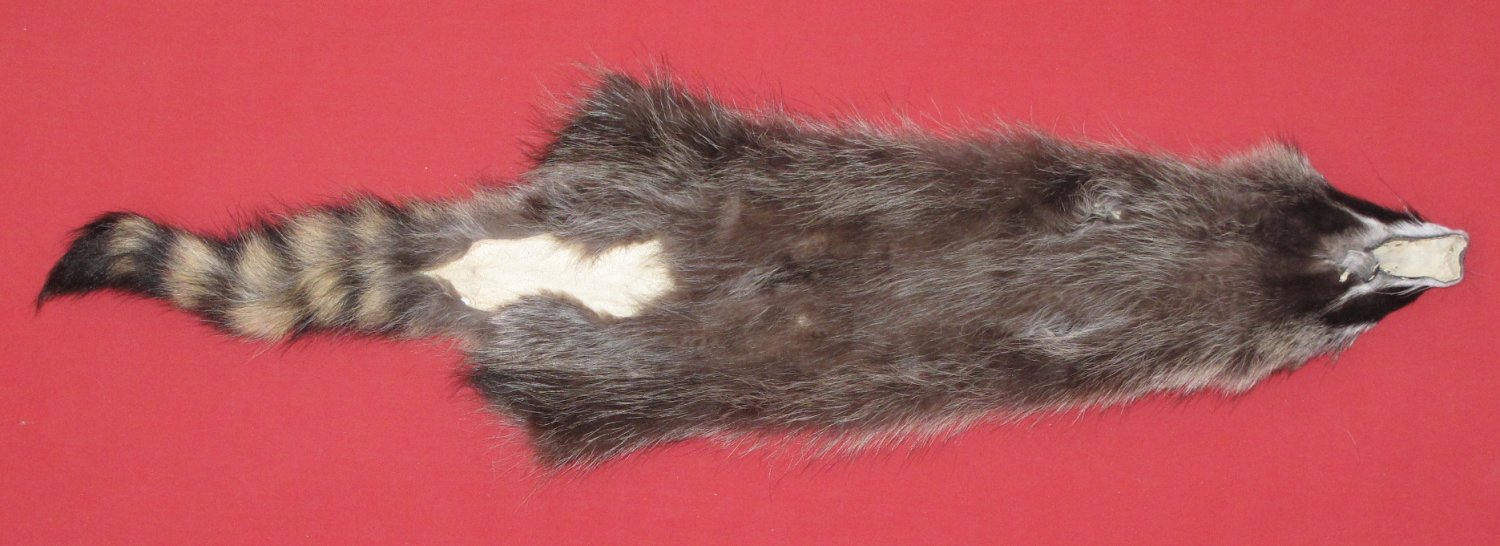 Tanned Furs : RACCOON (7270-2125) : hideandfur.com