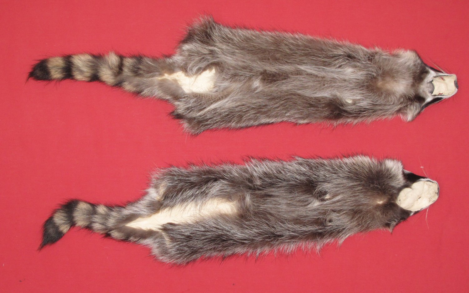 Tanned Furs : RACCOON (7270-2135) : hideandfur.com