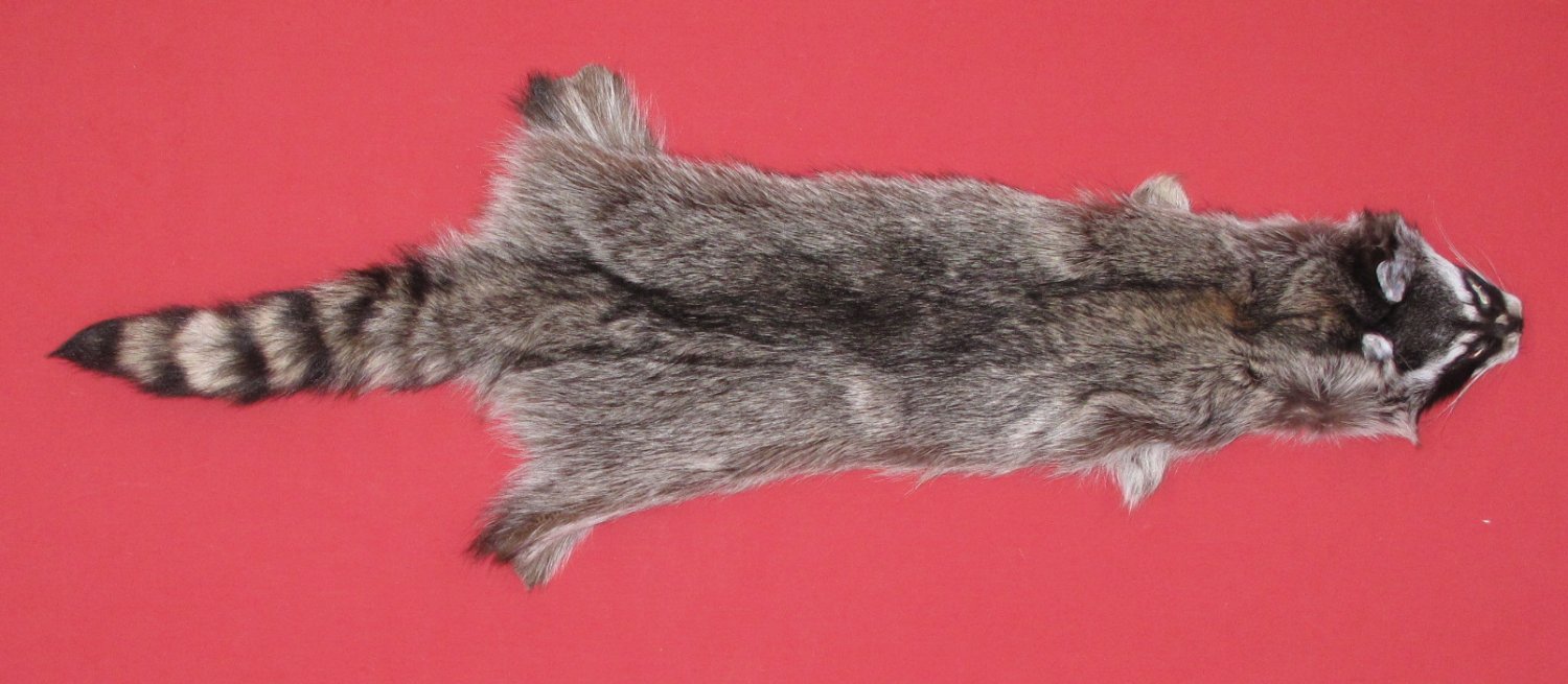 Tanned Furs : RACCOON (7270-2148) : hideandfur.com