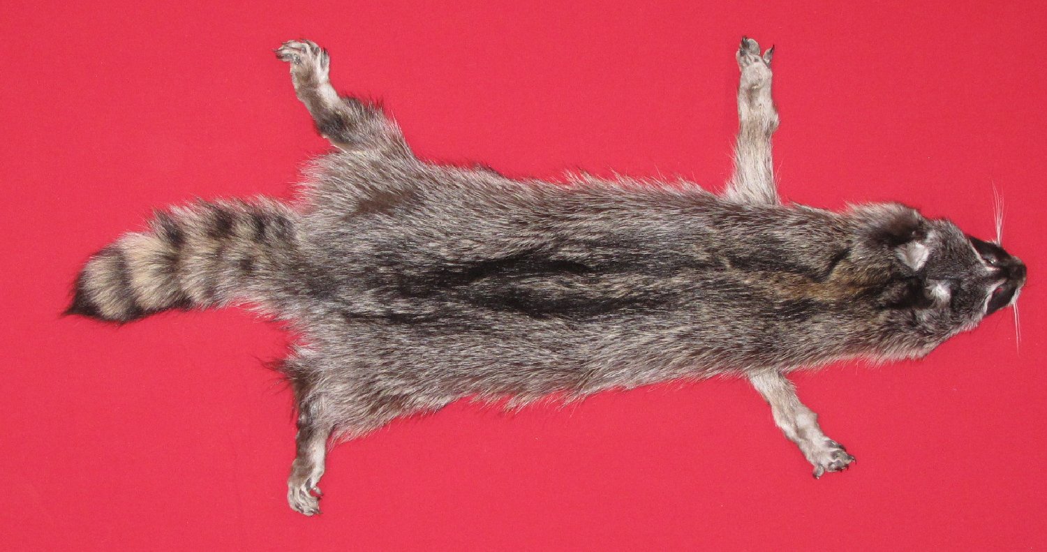 Tanned Furs : RACCOON (7270-2256) : hideandfur.com