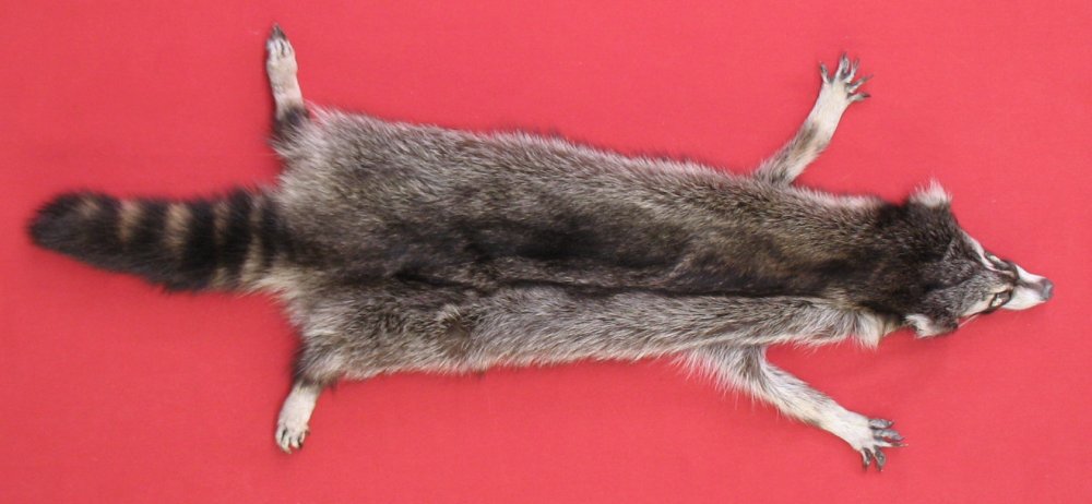 Tanned Furs : RACCOON - TAXIDERMY QUALITY (7271-0354) : hideandfur.com