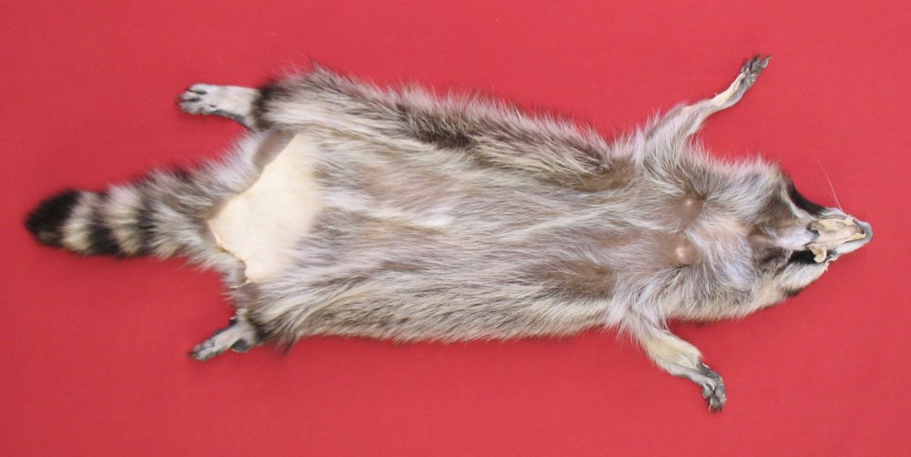 Tanned Furs : RACCOON - TAXIDERMY QUALITY (7271-0357) : hideandfur.com