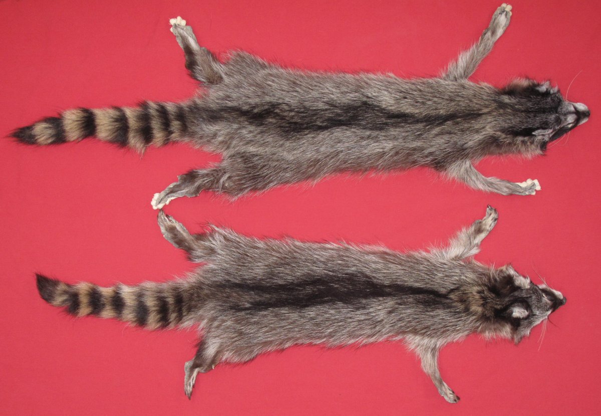 Tanned Furs : RACCOON - TAXIDERMY QUALITY (7271-0449) : hideandfur.com