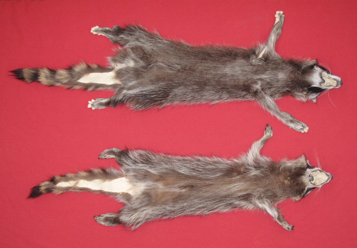Tanned Furs : RACCOON - TAXIDERMY QUALITY (7271-0449) : hideandfur.com
