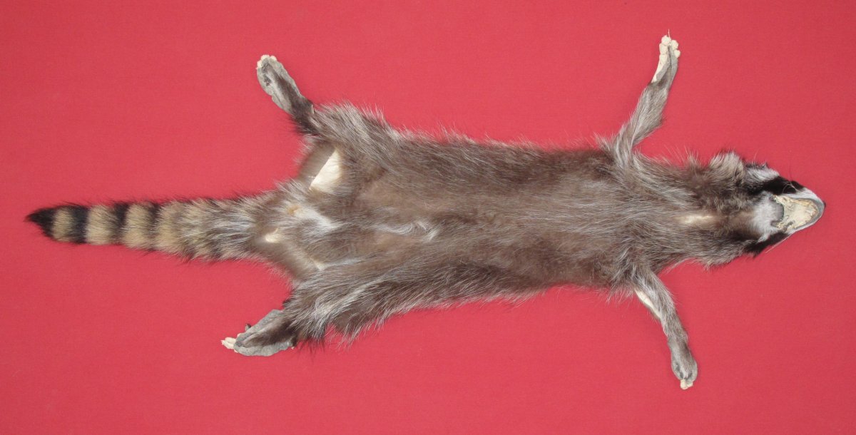 Tanned Furs : RACCOON - TAXIDERMY QUALITY (7271-0461) : hideandfur.com