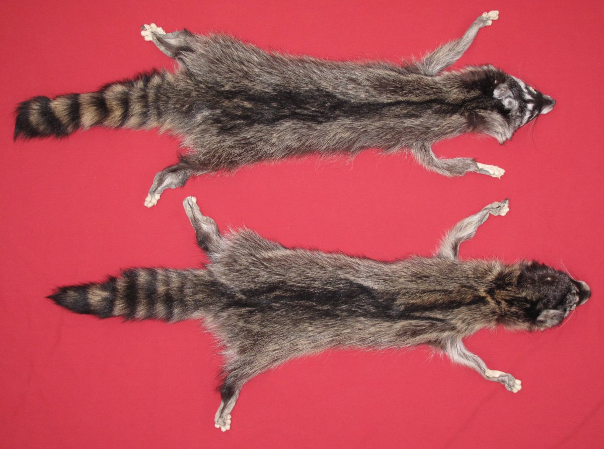 Tanned Furs : RACCOON - TAXIDERMY QUALITY (7271-0478) : hideandfur.com
