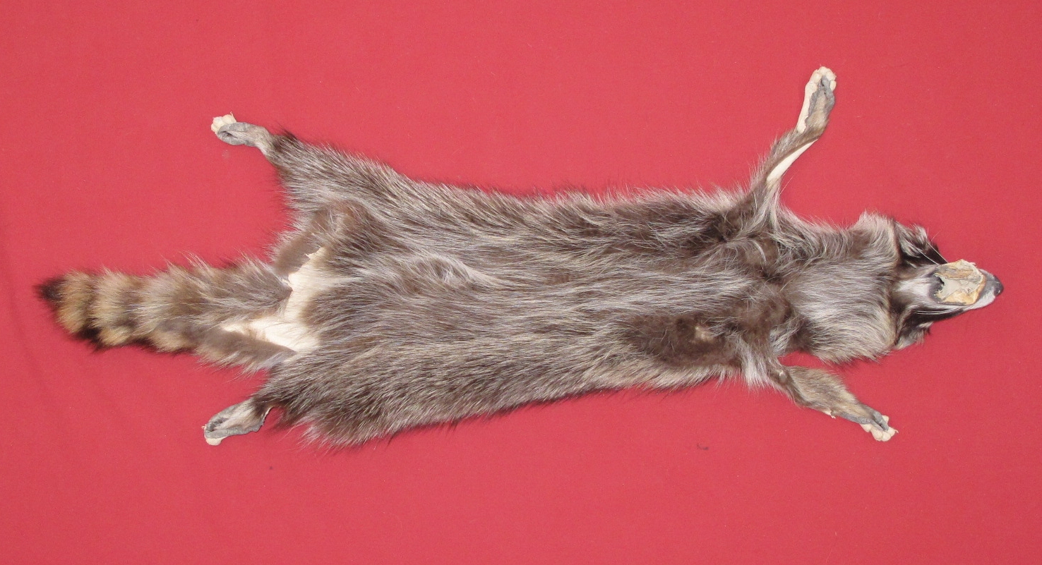 Tanned Furs : RACCOON - TAXIDERMY QUALITY (7271-0511) : hideandfur.com
