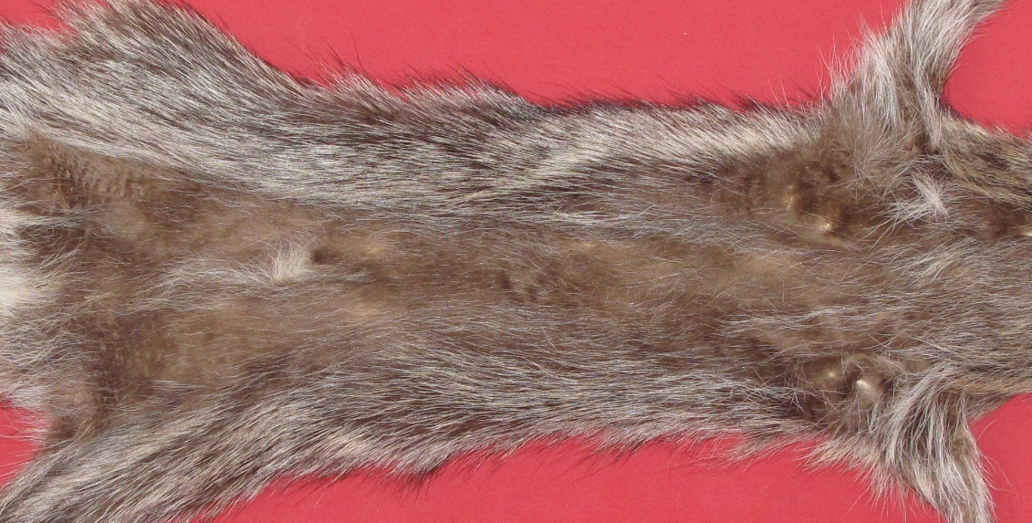 Tanned Furs : RACCOON - TAXIDERMY QUALITY (7271-0530) : hideandfur.com