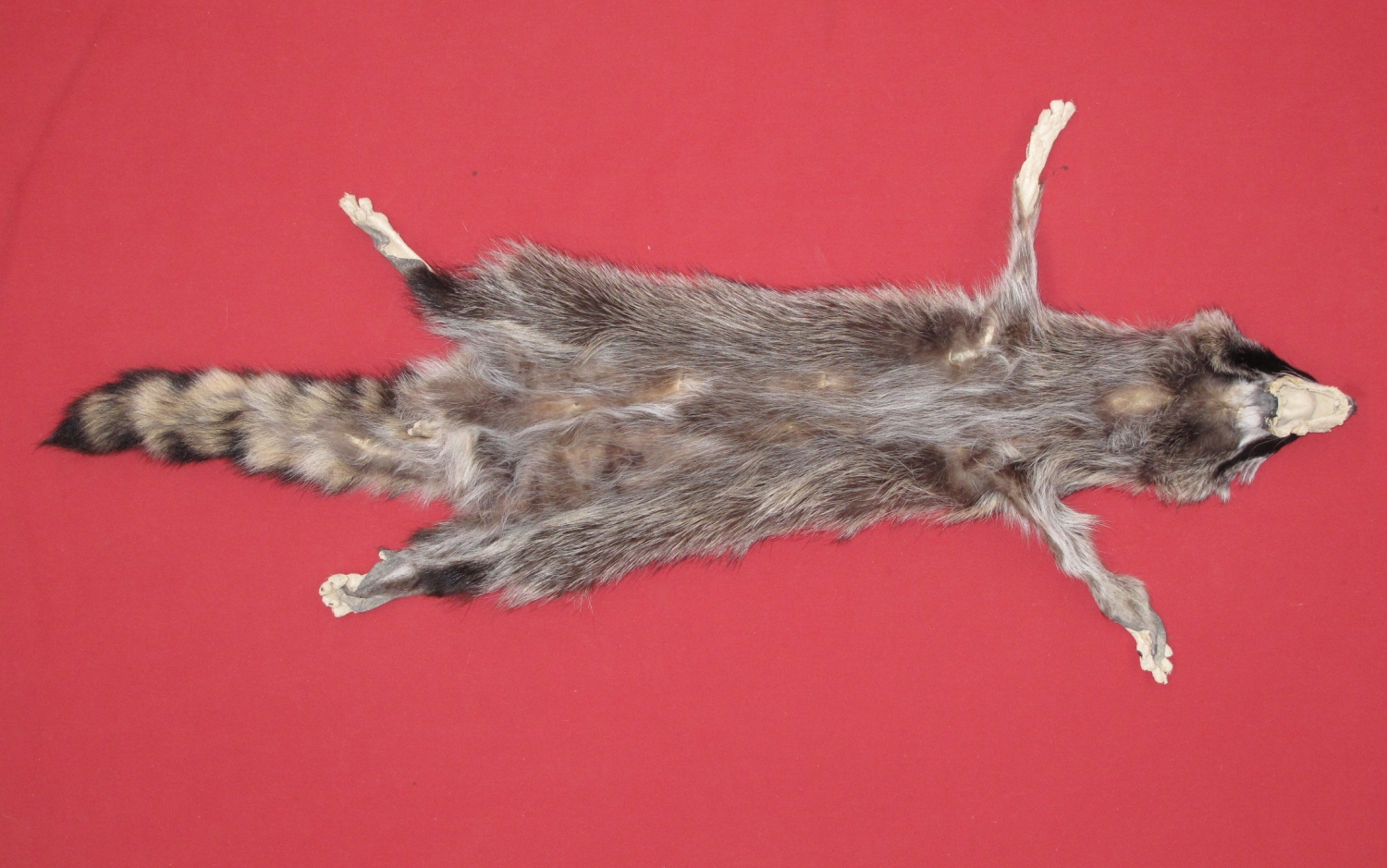 Tanned Furs : RACCOON - TAXIDERMY QUALITY (7271-0537) : hideandfur.com