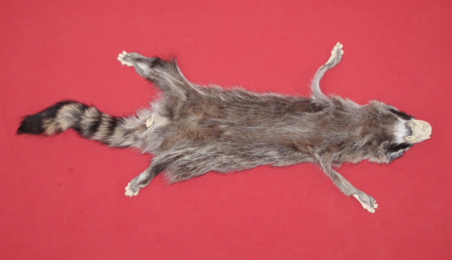 Tanned Furs : RACCOON - TAXIDERMY QUALITY (7271-0545) : hideandfur.com