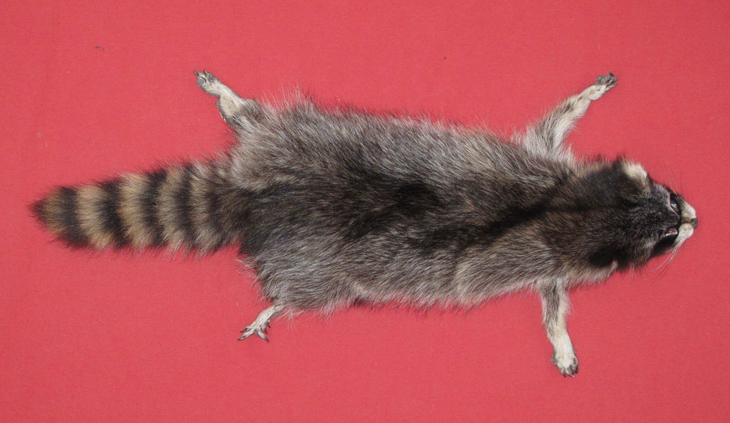 Tanned Furs : RACCOON - TAXIDERMY QUALITY (7271-0582) : hideandfur.com
