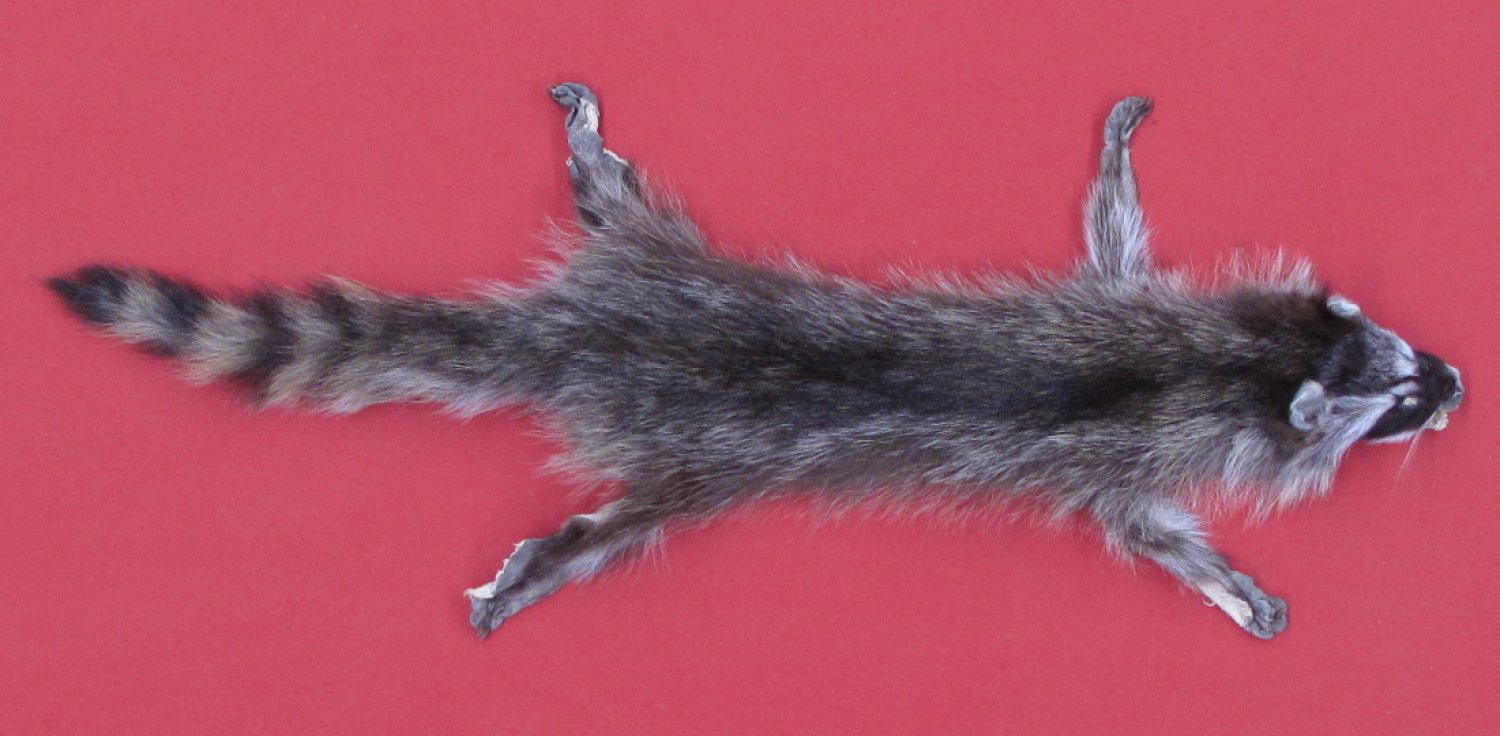 Tanned Furs : RACCOON - TAXIDERMY QUALITY (7271-0637) : hideandfur.com
