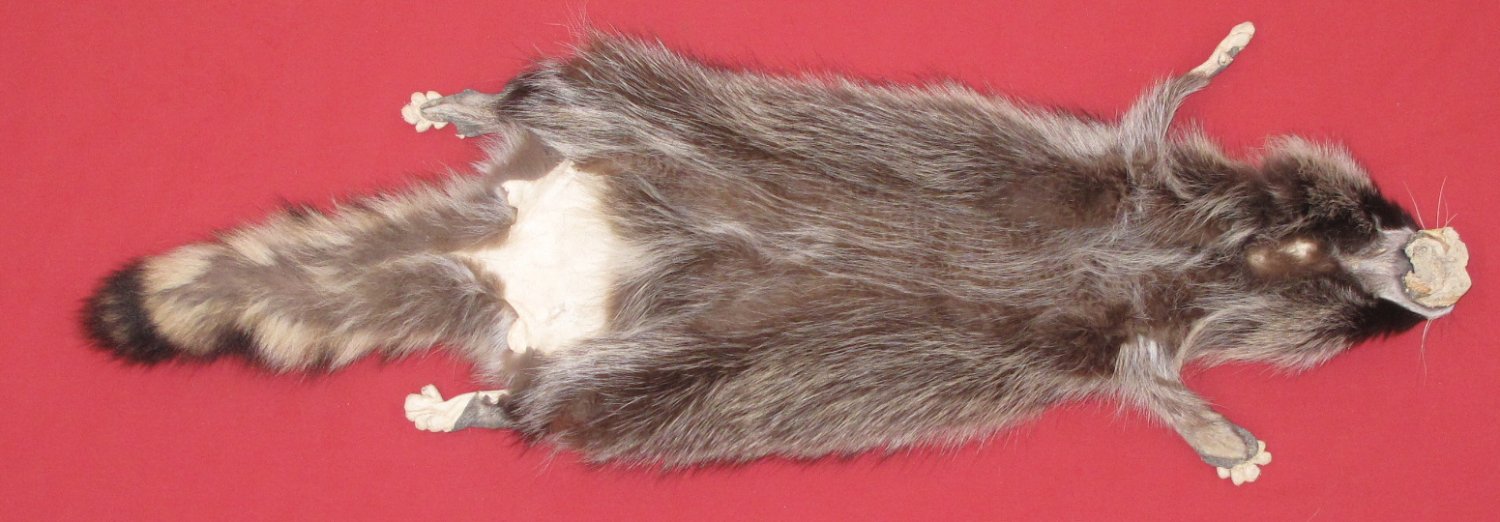 Tanned Furs : RACCOON - TAXIDERMY QUALITY (7271-0638) : hideandfur.com