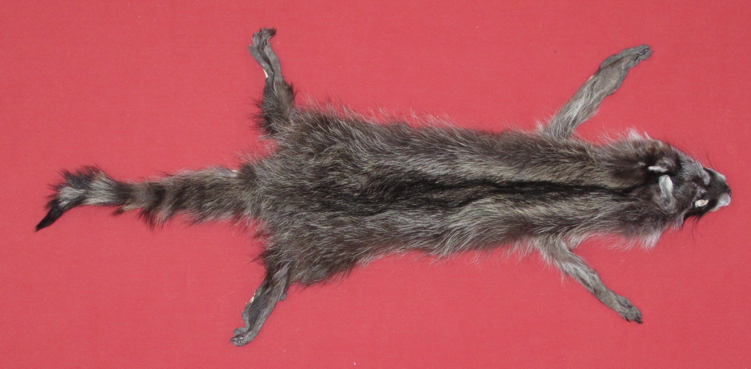 Tanned Furs : RACCOON - TAXIDERMY QUALITY (7271-0654) : hideandfur.com