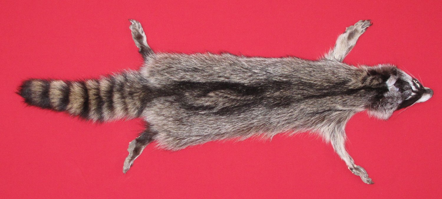 Tanned Furs : RACCOON - TAXIDERMY QUALITY (7271-0706) : hideandfur.com