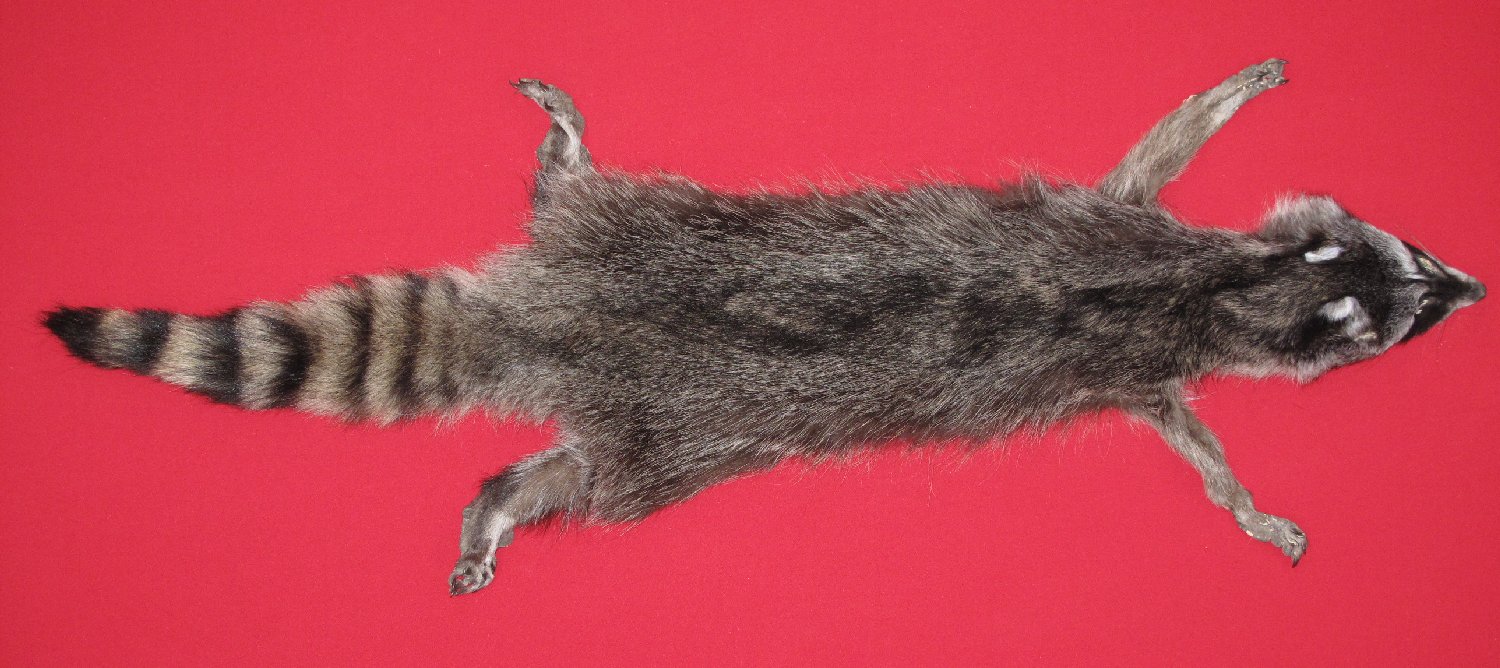 Tanned Furs : RACCOON - TAXIDERMY QUALITY (7271-0711) : hideandfur.com