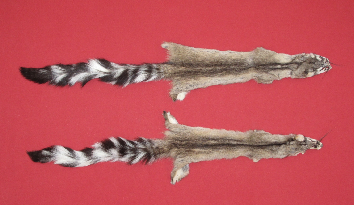 Tanned Furs : RINGTAIL CAT (7290-0325) : hideandfur.com