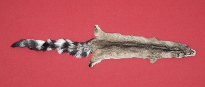 Tanned Ringtail Cat Hides, Furs, Pelts, Skins for sale by www ...