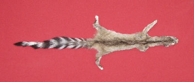 Tanned Ringtail Cat Hides, Furs, Pelts, Skins for sale by www ...
