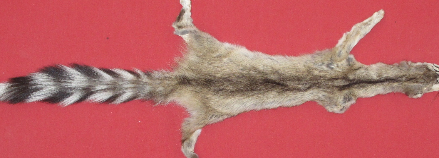 Tanned Furs : RINGTAIL CAT (7290-0356) : hideandfur.com