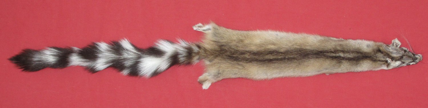 Tanned Ringtail Cat Hides, Furs, Pelts, Skins for sale by www ...