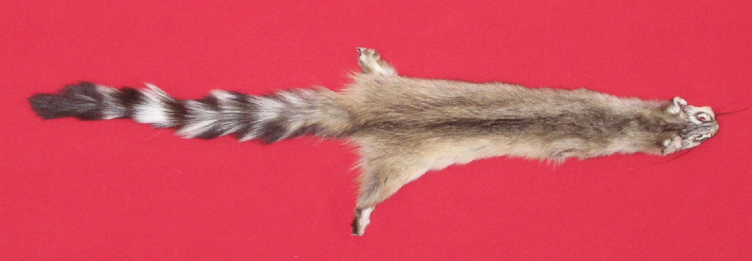 Tanned Ringtail Cat Hides, Furs, Pelts, Skins for sale by www ...