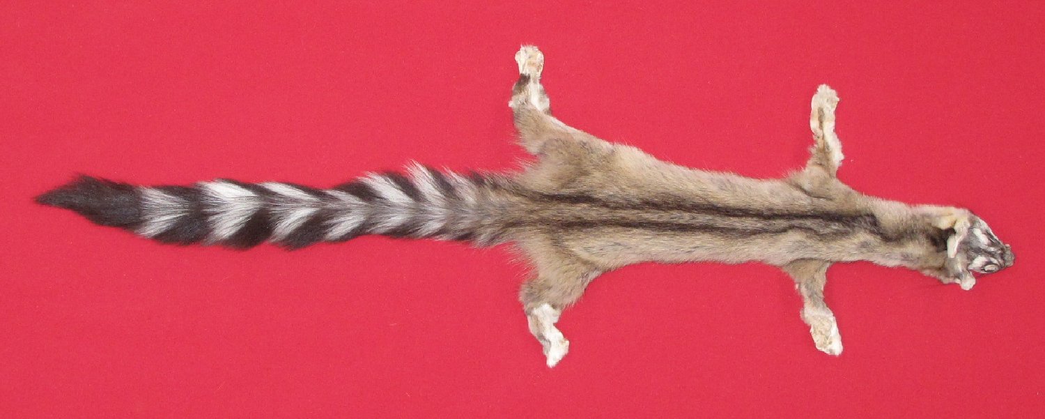 Tanned Taxidermy Ringtail Cat Hides, Furs, Pelts, Skins for sale by www ...