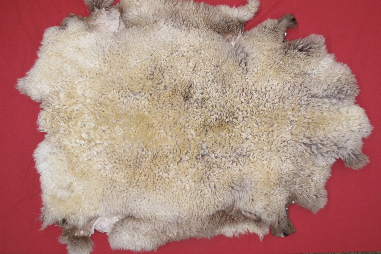 Tanned Furs : DOMESTIC SHEEP - REGULAR HIDES (7340-0338) : hideandfur.com