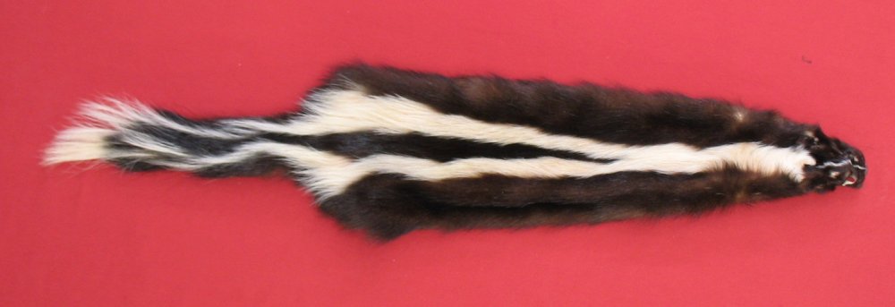 Tanned Furs : SKUNK (7370-0988) : hideandfur.com