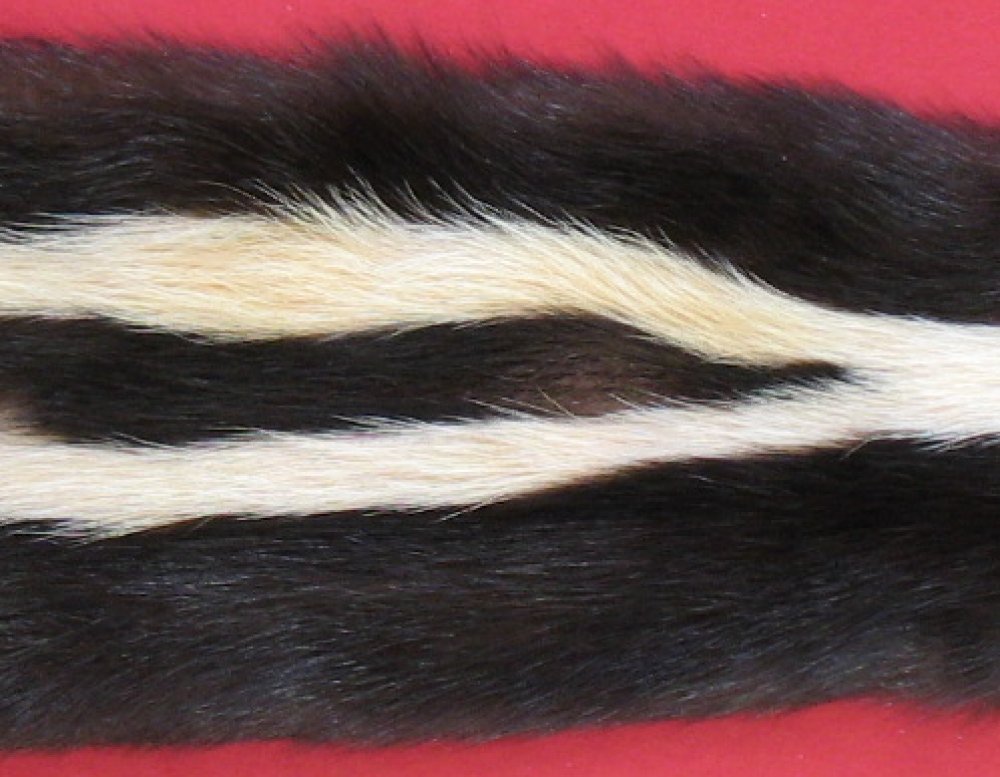 Tanned Furs : SKUNK (7370-1000) : hideandfur.com